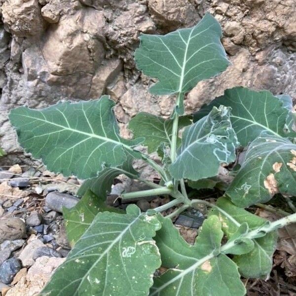 Broccoli (Brassica Incana) Plant Care & How to Grow, Water