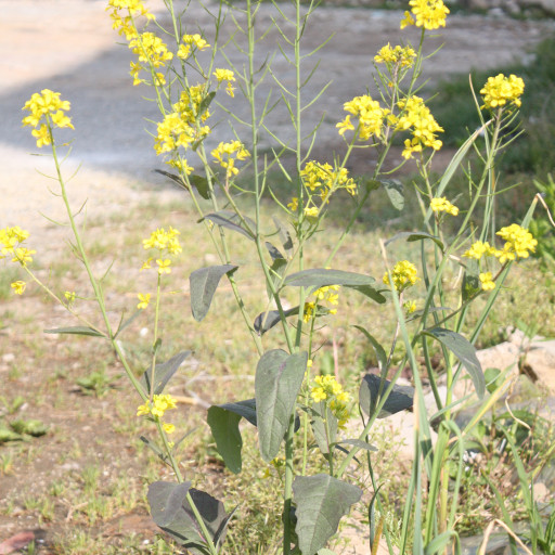 Brown Mustard (Brassica Juncea) Plant Care & How to Grow, Water