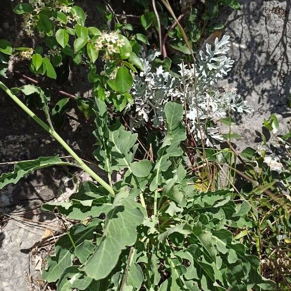Broccoli (Brassica Montana) Plant Care & How to Grow, Water