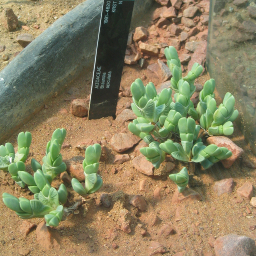 Ice Hedgehogfig (Braunsia Apiculata) Plant Care & How to Grow, Water