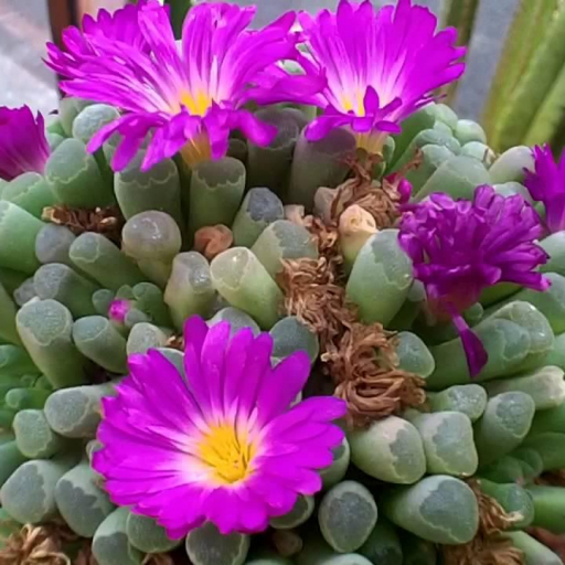 Beads Lampranthus (Braunsia Maximiliani) Plant Care & How to Grow, Water