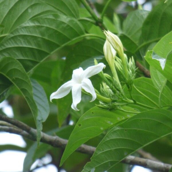Bremeria Landia Care Guide: Water, Soil & Propagation - Plantiary