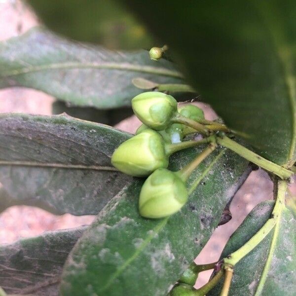 Brexia Madagascariensis Plant Care & How to Grow, Water