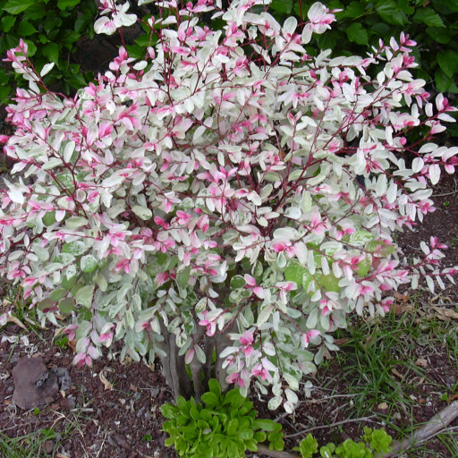 Snowbush (Breynia Disticha) Plant Care & How to Grow, Water