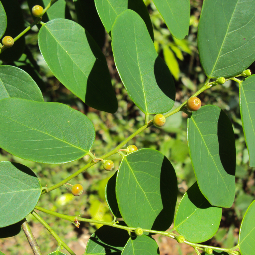 Officinal Breynia (Breynia Vitis-idaea) Plant Care & How to Grow, Water
