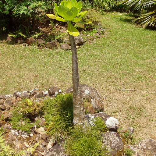 'Olulu (Brighamia Insignis) Plant Care & How to Grow, Water