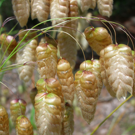 Big Quaking Grass (Briza Maxima) Plant Care & How to Grow, Water