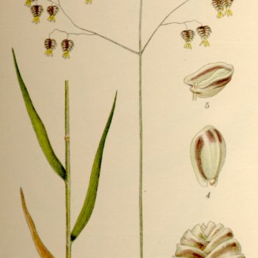 Quaking-Grass (Briza Media) Plant Care & How to Grow, Water