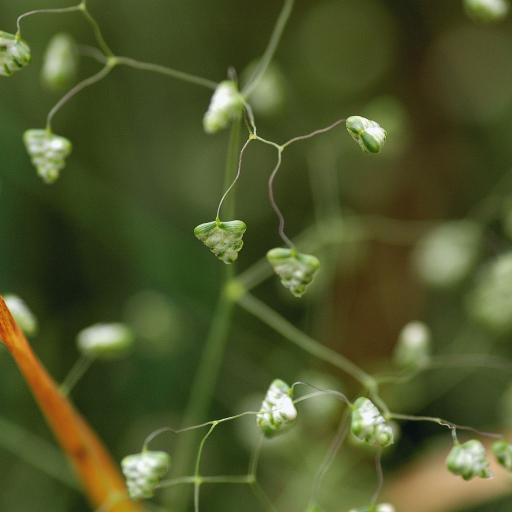 Lesser Quaking Grass (Briza Minor) Plant Care & How to Grow, Water