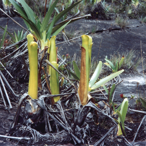 Carnivorous Bromeliad (Brocchinia Reducta) Plant Care & How to Grow, Water
