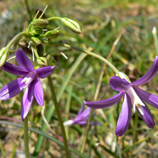 Appendage Brodiaea (Brodiaea Appendiculata) Plant Care & How to Grow, Water