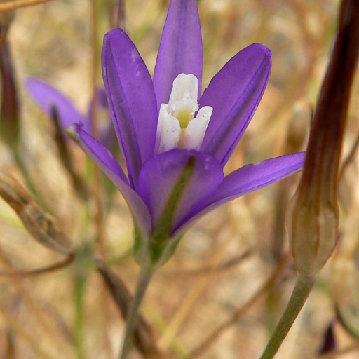 California Brodiaea (Brodiaea Californica) Care Guide: Water, Soil ...