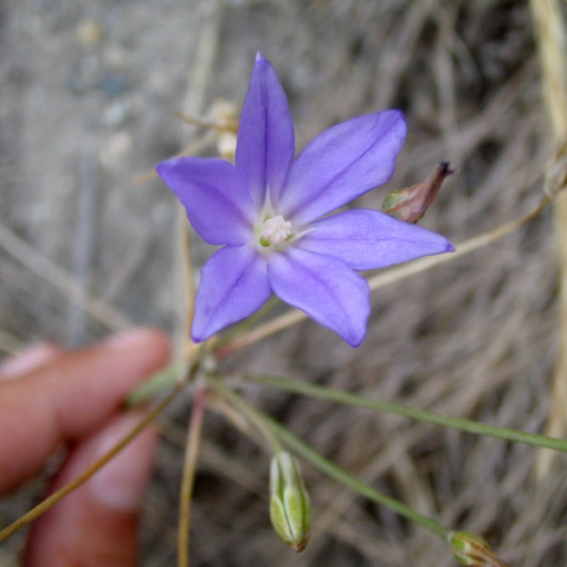 Thread-Leaved Brodiaea (Brodiaea Filifolia) Plant Care & How to Grow, Water