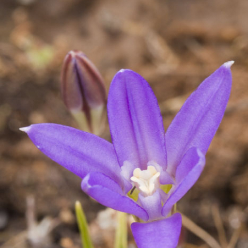 Chaparral Cluster-Lily (Brodiaea Jolonensis) Care Guide: Water, Soil ...