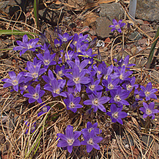 Dwarf Brodiaea (Brodiaea Minor) Care Guide: Water, Soil & Propagation ...