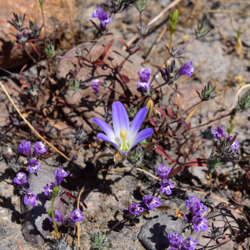 Orcutt's Cluster-Lily (Brodiaea Orcuttii) Care Guide: Water, Soil ...