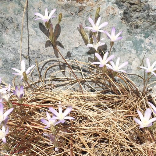 Chinese Camp Brodiaea (Brodiaea Pallida) Plant Care & How to Grow, Water