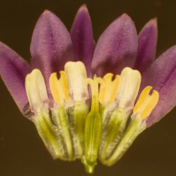 Starflower Brodiaea (Brodiaea Stellaris) Care Guide: Water, Soil ...