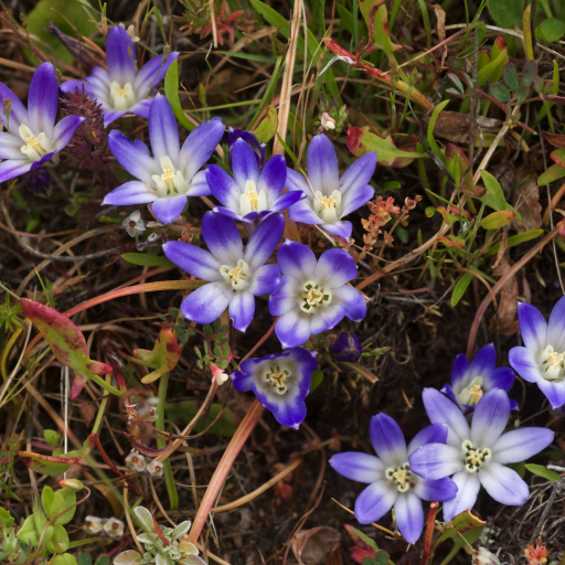 Dwarf Brodiaea (Brodiaea Terrestris) Care Guide: Water, Soil ...