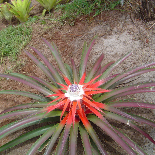 Heart Of Flame (Bromelia Balansae) Plant Care & How to Grow, Water
