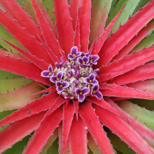 Dwarf Bromelia (Bromelia Humilis) Care Guide: Water, Soil & Propagation ...