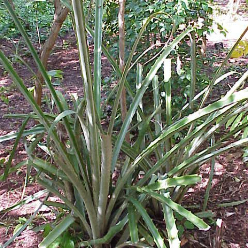 Ch'om (Bromelia Karatas) Care Guide: Water, Soil & Propagation - Plantiary