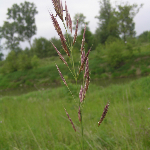 Upright Brome (Bromopsis Erecta) Care Guide: Water, Soil & Propagation ...