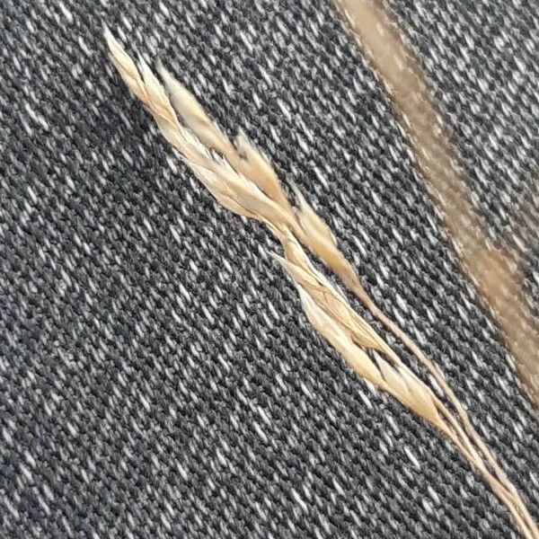 Smooth Brome (Bromopsis Inermis) Care Guide: Water, Soil & Propagation ...