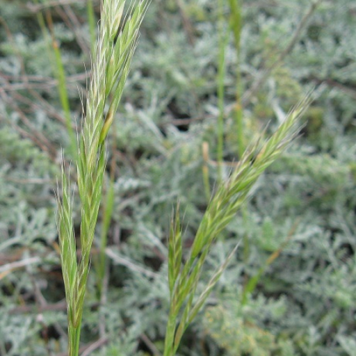 Arizona Brome (Bromus Arizonicus) Plant Care & How to Grow, Water