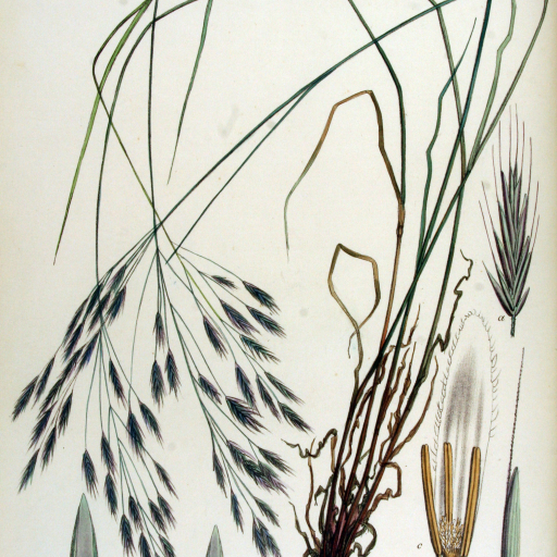 Field Brome (Bromus Arvensis) Plant Care & How to Grow, Water