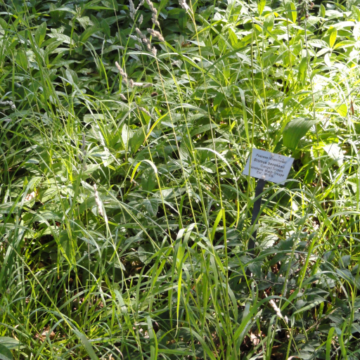 Denver Brome (Bromus Benekenii) Plant Care & How to Grow, Water