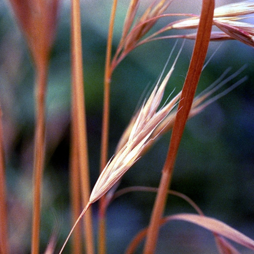 Sweet Brome (Bromus Carinatus) Plant Care & How to Grow, Water