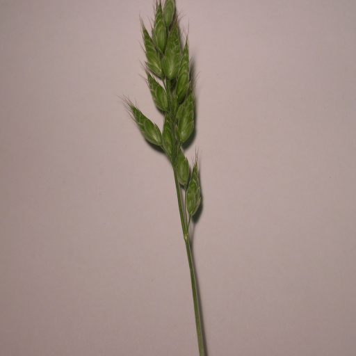 Bald Brome (Bromus Commutatus) Plant Care & How to Grow, Water
