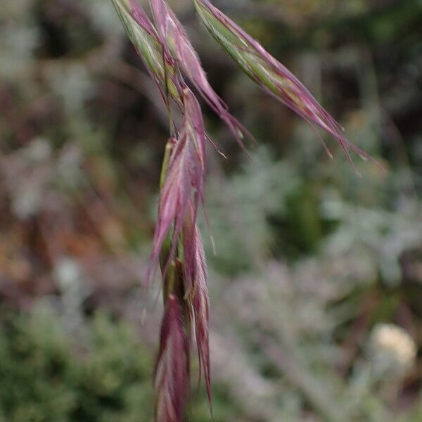Bromus Himalaicus Plant Care & How to Grow, Water