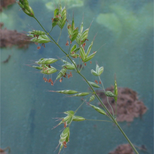 Lop Grass (Bromus Hordeaceus) Plant Care & How to Grow, Water