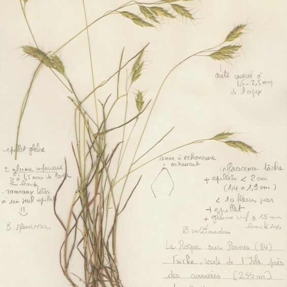 Intermediate Brome (Bromus Intermedius) Plant Care & How to Grow, Water