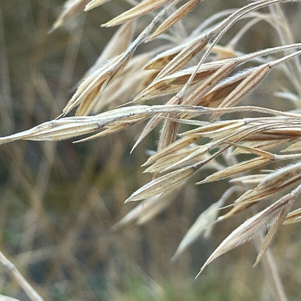 Bromus Lanatus Plant Care & How to Grow, Water