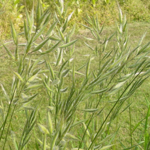 Mediterranean Brome (Bromus Lanceolatus) Plant Care & How to Grow, Water