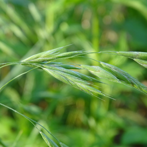 Early-Leaf Brome (Bromus Latiglumis) Plant Care & How to Grow, Water