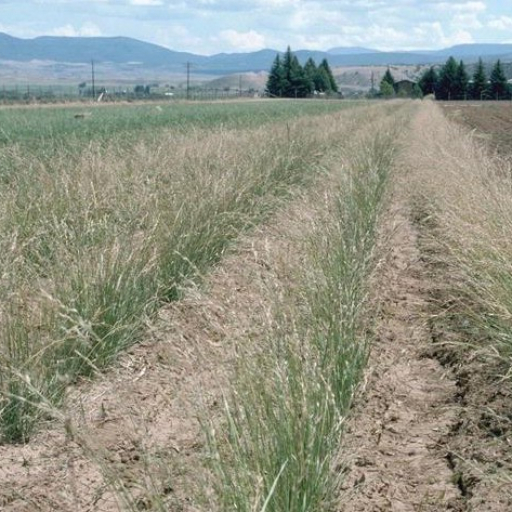Mountain Brome (Bromus Marginatus) Plant Care & How to Grow, Water