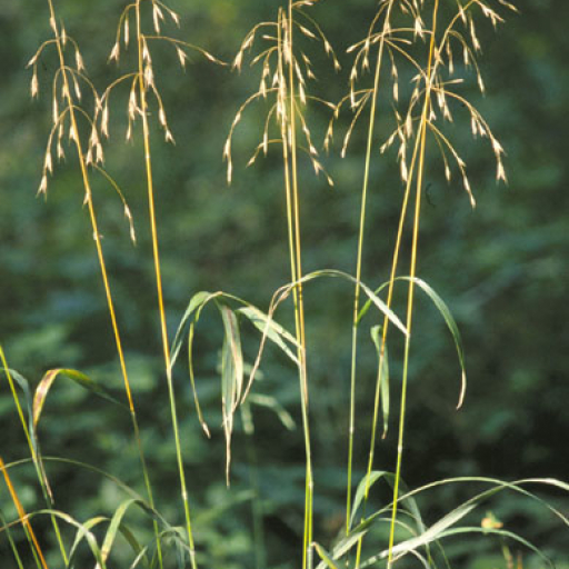 Hairy Woodland Brome (Bromus Pubescens) Plant Care & How to Grow, Water