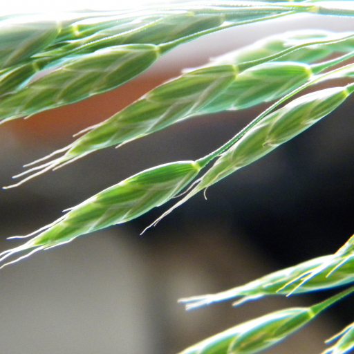 Smooth Brome (Bromus Racemosus) Plant Care & How to Grow, Water