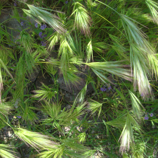 Red Brome (Bromus Rubens) Plant Care & How to Grow, Water