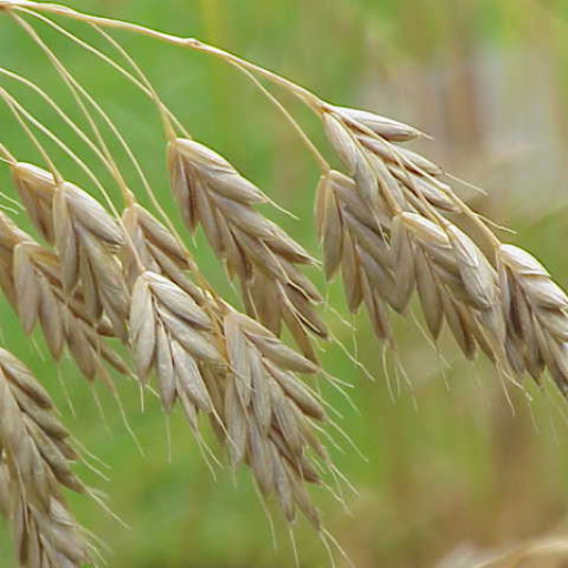 Rye Brome (Bromus Secalinus) Plant Care & How to Grow, Water