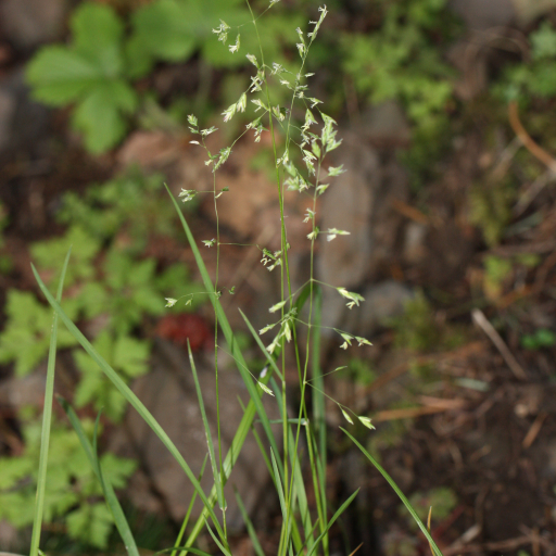 Alaska Brome (Bromus Sitchensis) Plant Care & How to Grow, Water