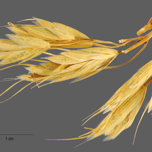 Corn Brome (Bromus Squarrosus) Plant Care & How to Grow, Water