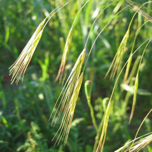 Poverty Brome (Bromus Sterilis) Plant Care & How to Grow, Water