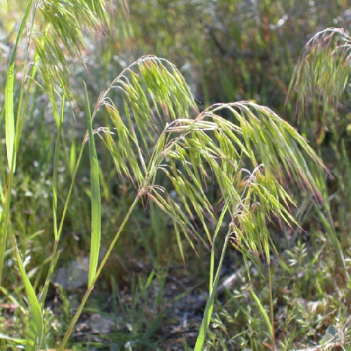 June Grass (Bromus Tectorum) Plant Care & How to Grow, Water