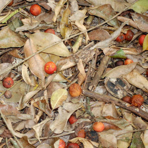 Bolivar Brosimum (Brosimum Alicastrum) Plant Care & How to Grow, Water