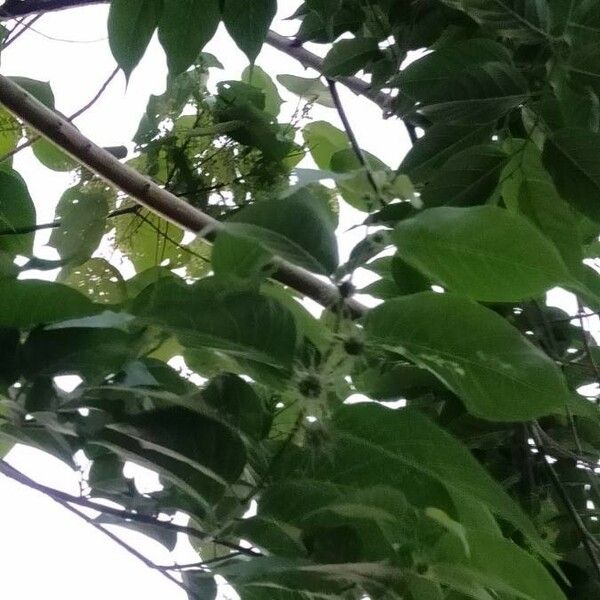 Himbabao (Broussonetia Luzonica) Plant Care & How to Grow, Water